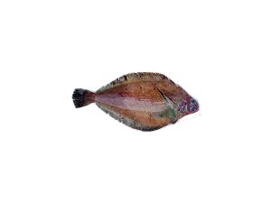 Whole Round and H/G Products | Frozen-at-Sea Bulk Fish
